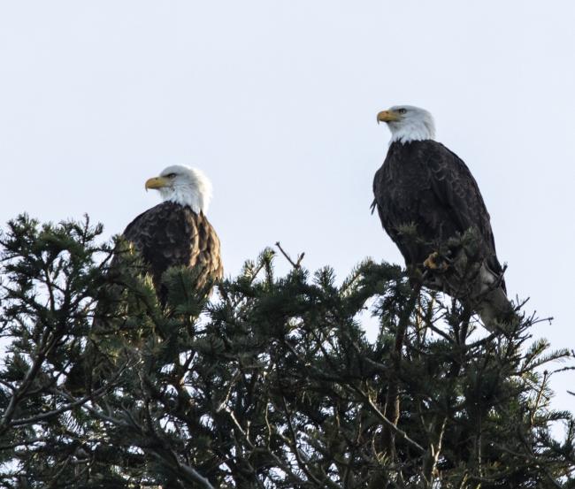 Researching the mystery of West Seattle eagles | Westside Seattle